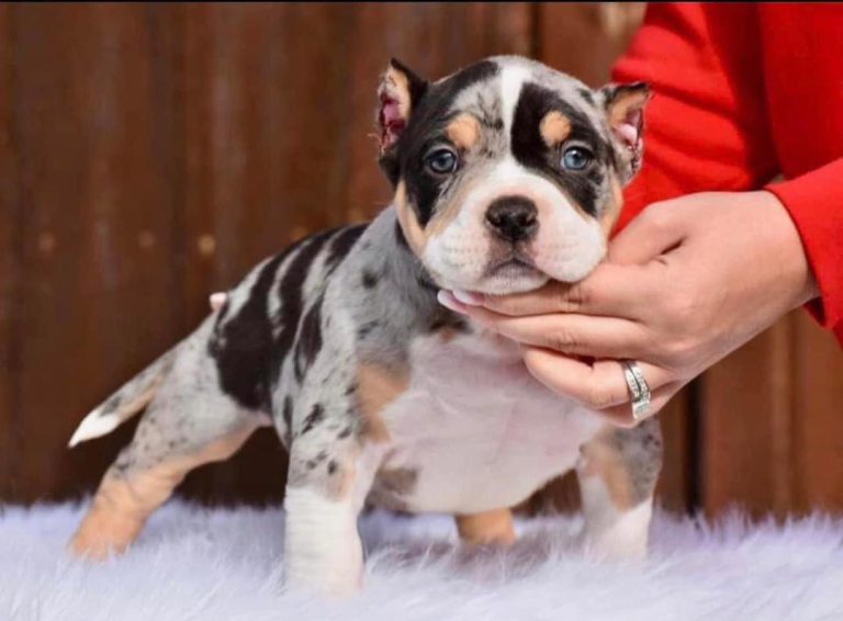 American Pocket Bully Puppy for Sale | Age: 12 Weeks