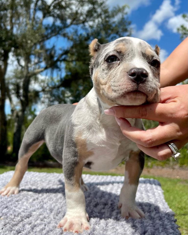 American Bully Puppies for Sale Near Me -American Bully Farm