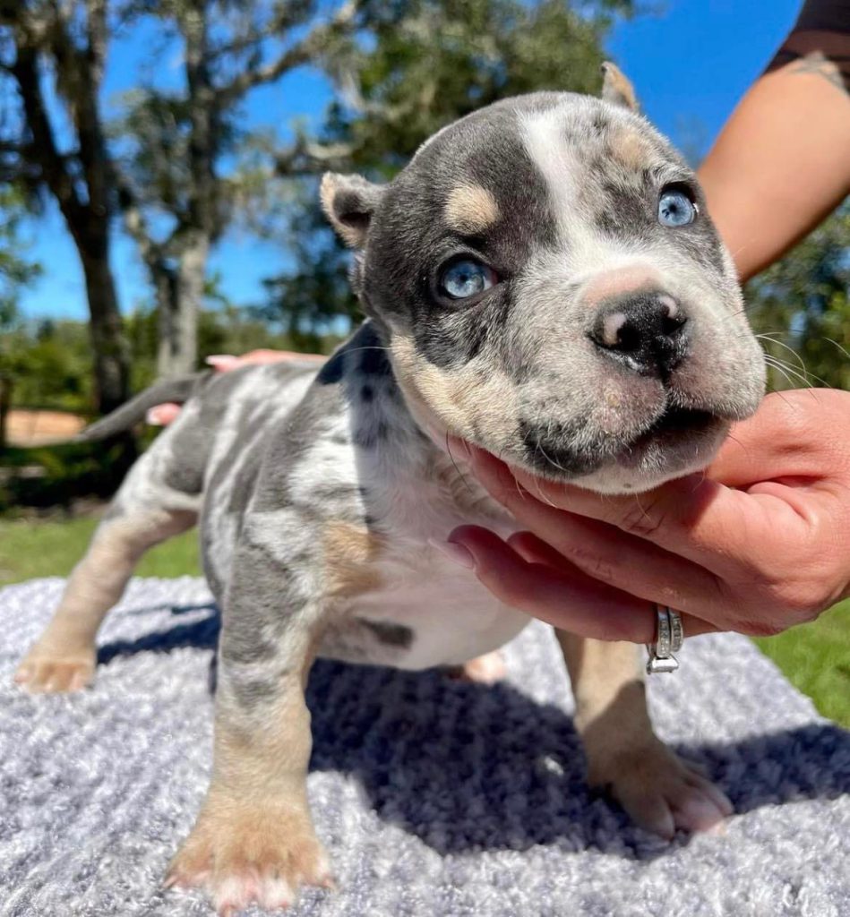 Micro Pocket Bully for Sale | Name: Rocky Age: 12 Weeks