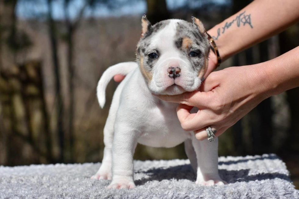 Understanding The American Bully Sizes and Choosing One